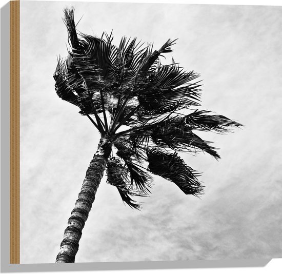 Hout - Harde Wind bij Palmboom - Zwart/Wit - 50x50 cm - 9 mm dik - Foto ...