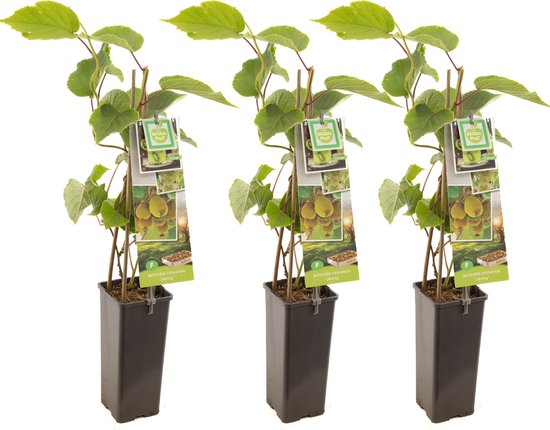 Kiwi 'Jenny' (Actinidia Deliciosa) - Tweeslachtig - kleinfruit ...
