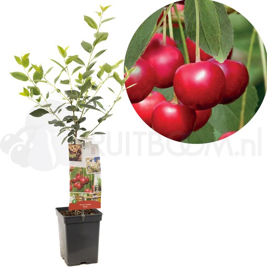 Prunus cerasus Morel | zure kers | patio | bol