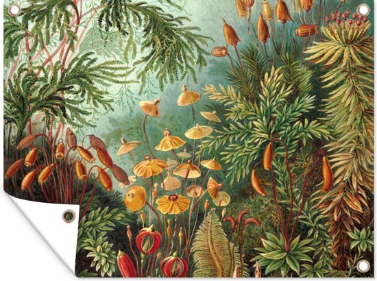 Tuinposter 120x90 cm - Tuindecoratie Oude meesters - Kunst - Muscinae ...