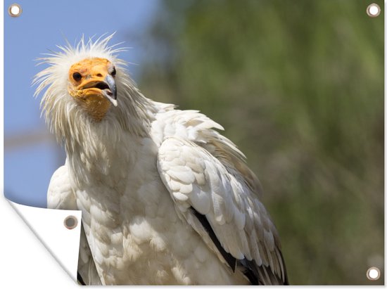 Muurdecoratie buiten Een witte bonte kuifarend kijkt om het hoekje ...