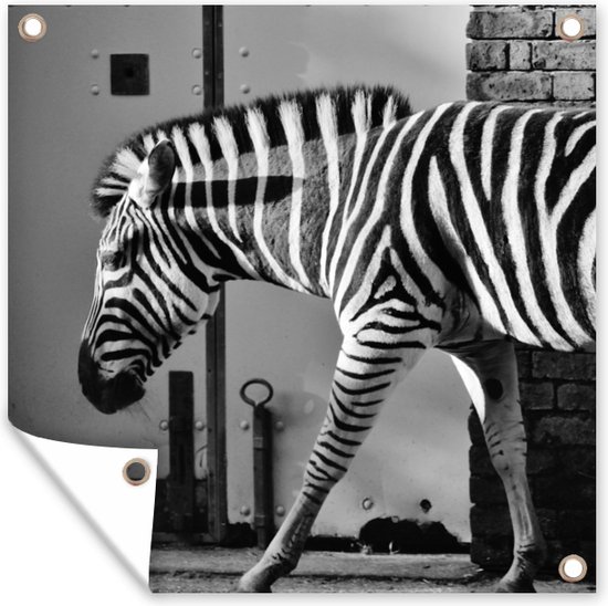 Tuin poster Zebra - Muur - Deur - Dieren - Zwart wit - 200x200 cm ...