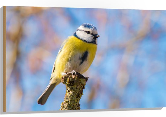 Hout - Tevreden Pimpelmeesje opzijkijkend op Uiteinde van Tak - 105x70 ...
