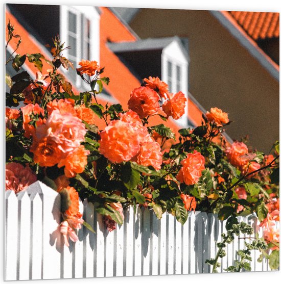 WallClassics - PVC Schuimplaat - Witte Schutting met Roze Tuinrozen ...