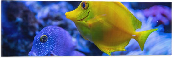 Vlag - Blauwe en Gele Vis zwemmend tussen het Koraal - 90x30 cm Foto op ...