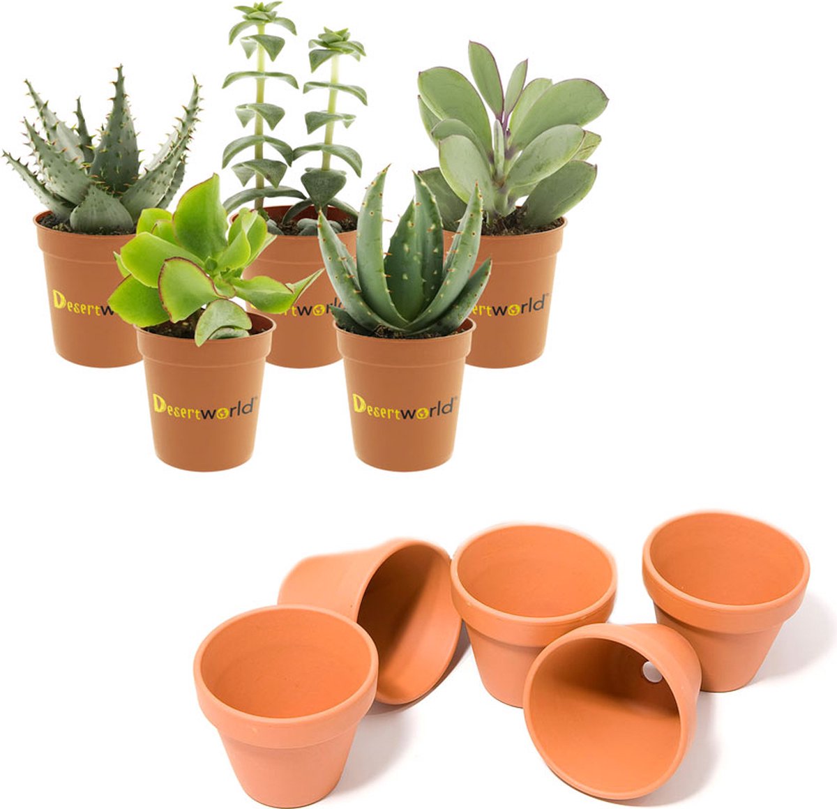 Ecoworld Mini Vetplantjes Mix in terracotta potjes - Succulenten mix - 5 stuks - Ø 6... | bol.com