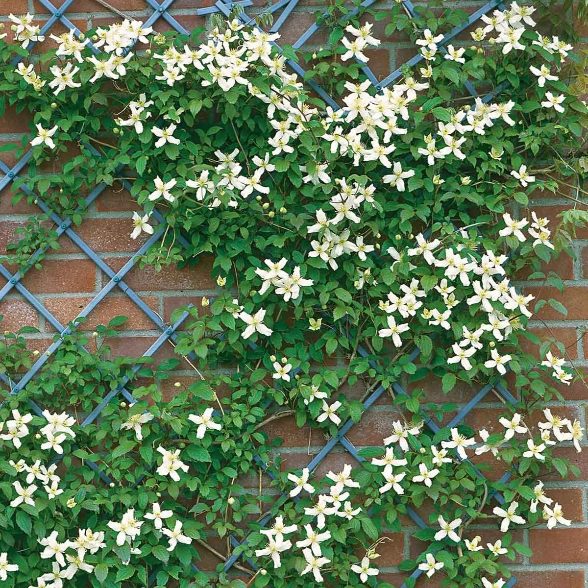 Garden Select - Clematis klimplanten Wit - 3 planten - Pot ⌀9cm ...