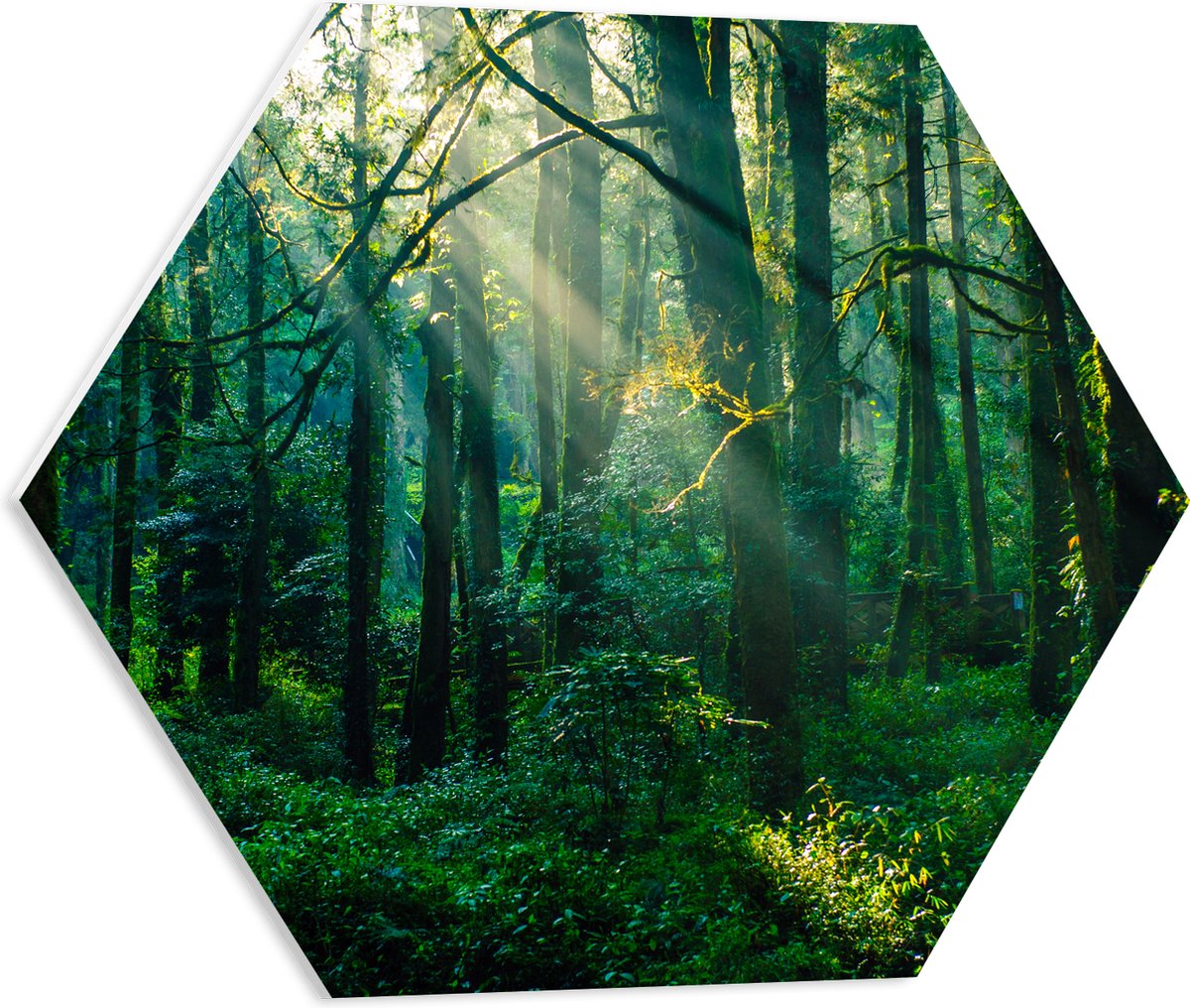 PVC Schuimplaat Hexagon - Stralen van de Zon door Bomen in Groenkleurig ...