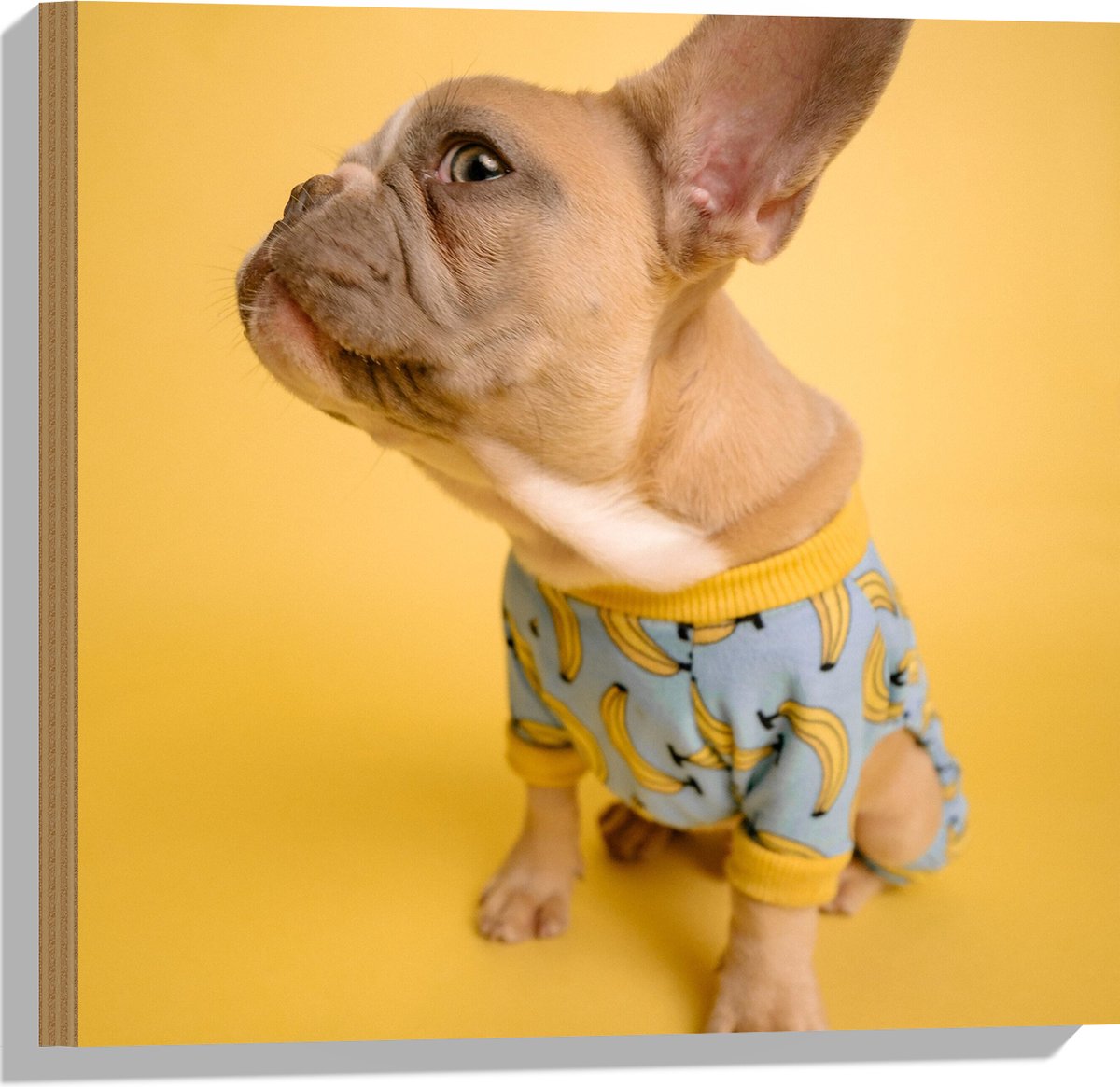WallClassics - Hout - Hondje met Bananen Pak met Gele Achtergrond ...