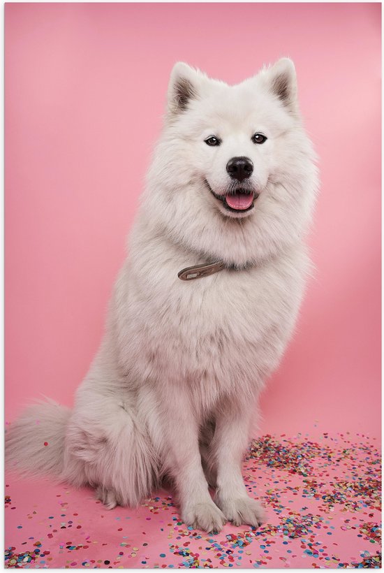 WallClassics - Poster (Mat) - Portret van Witte Hond tegen Roze ...