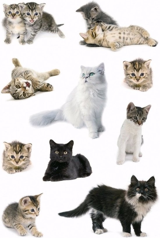 9x Stickervellen met Katten & Poezen Plaatjes - Dieren Stickers | bol