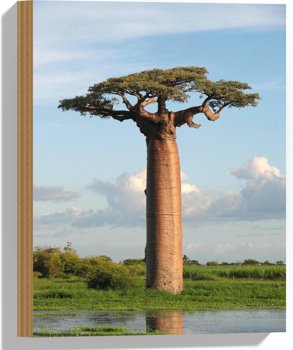 WallClassics - Hout - Dikstammige Baobab Boom - 30x40 cm - 12 mm dik ...