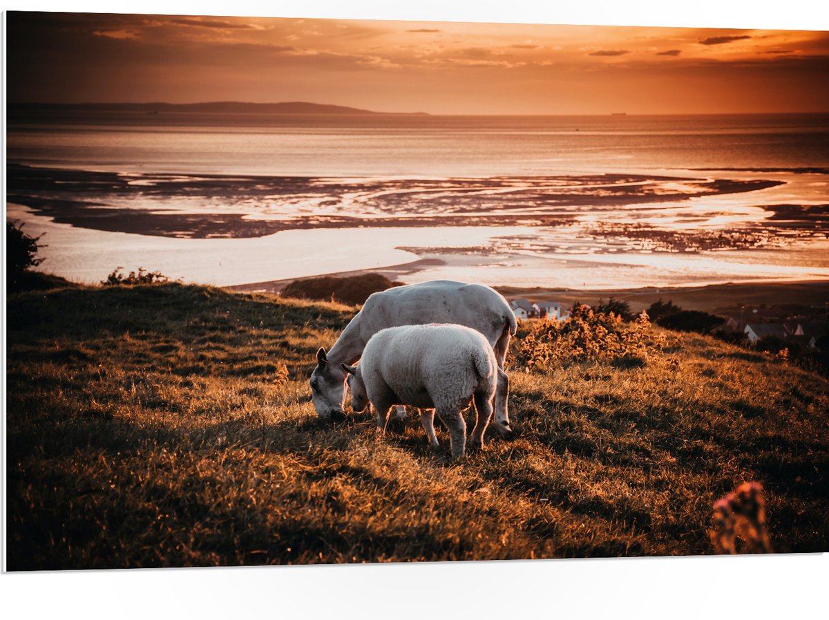 PVC Schuimplaat- Grazende Schapen bij de Zee - 105x70 cm Foto op PVC ...