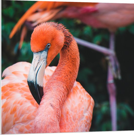 PVC Schuimplaat- Roze Flamingo van Dichtbij - 80x80 cm Foto op PVC ...