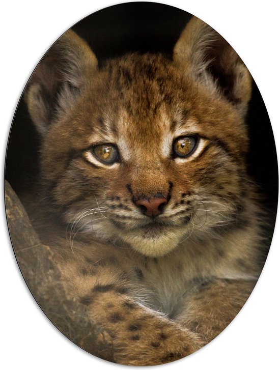 WallClassics - Photo ovale Dibond - Lynx brun - 81 x 108 cm (avec ...