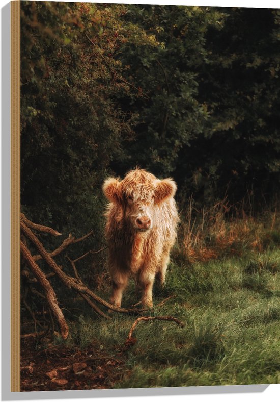 WallClassics - Hout - Fluffy Bruine Schotse Hooglander in Begroeid Bos ...