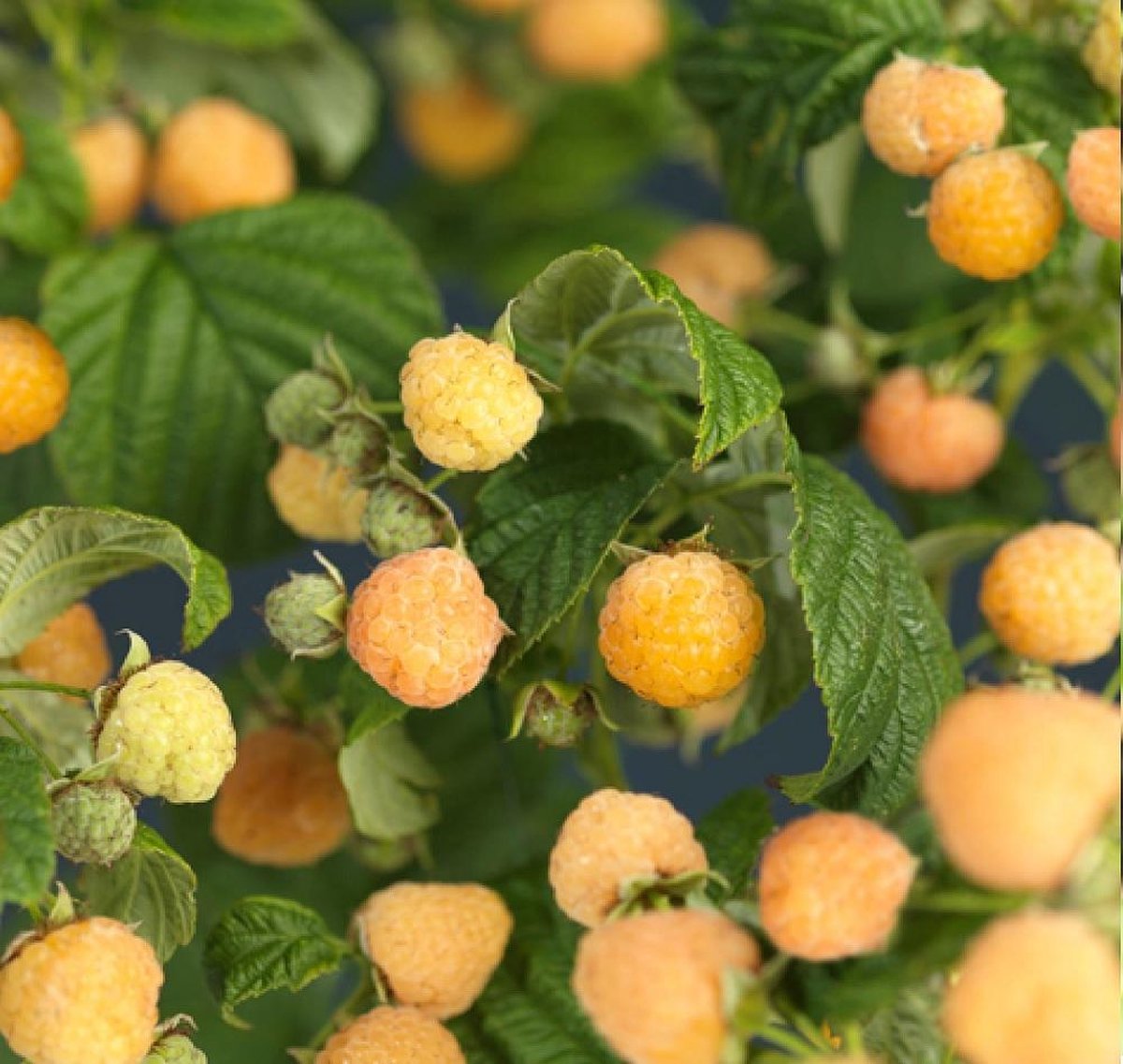 Gele Framboos Rubus Idaeus Golden Bliss 120 cm klimplant | bol.com
