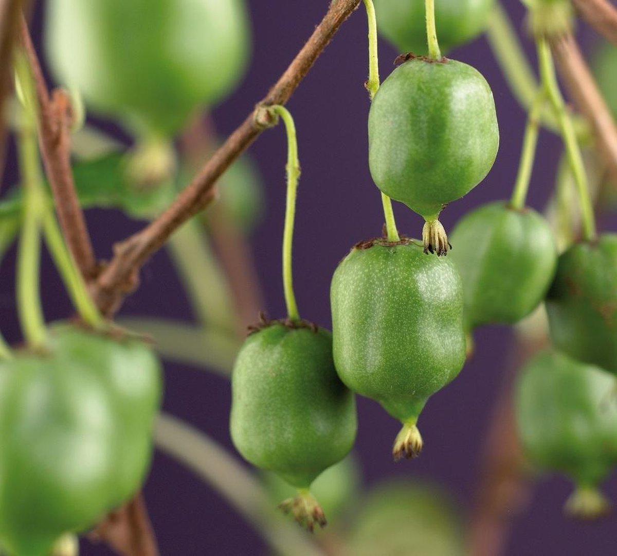 Kiwi Plant Actinidia Arguta Issai 120 cm klimplant | bol.com