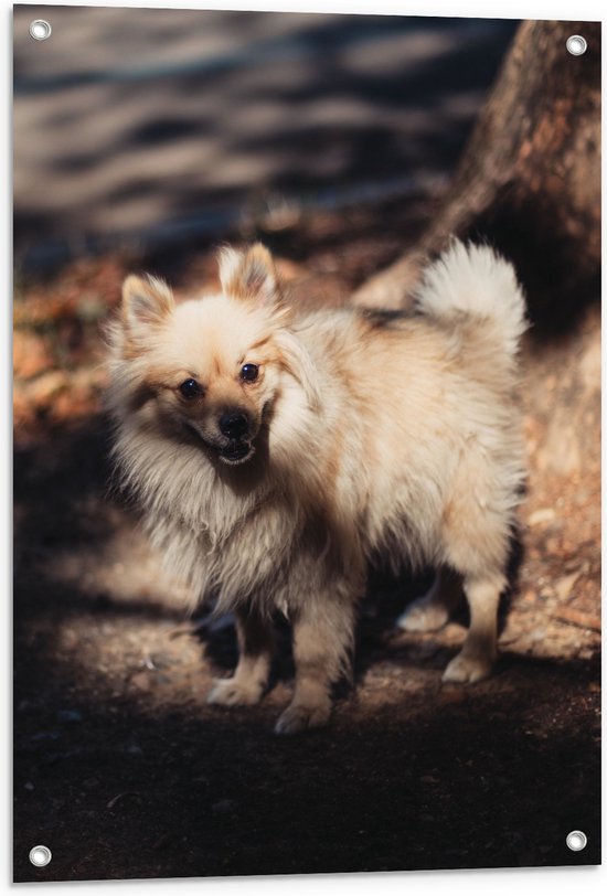 WallClassics - Tuinposter – Klein Hondje in het Bos - Dwergkeeshond ...