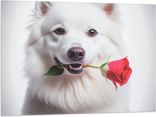 Vlag - Romantische Eskimo Hond met Roos tegen Witte Achtegrond - 100x75 ...