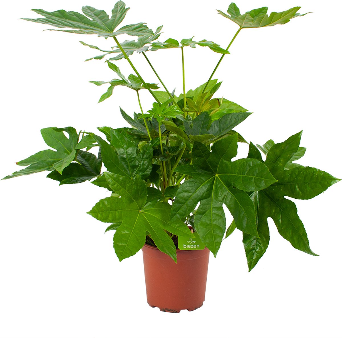 Fatsia Japonica - Finger Plant - p19 h60 - Plante d'intérieur | bol.com