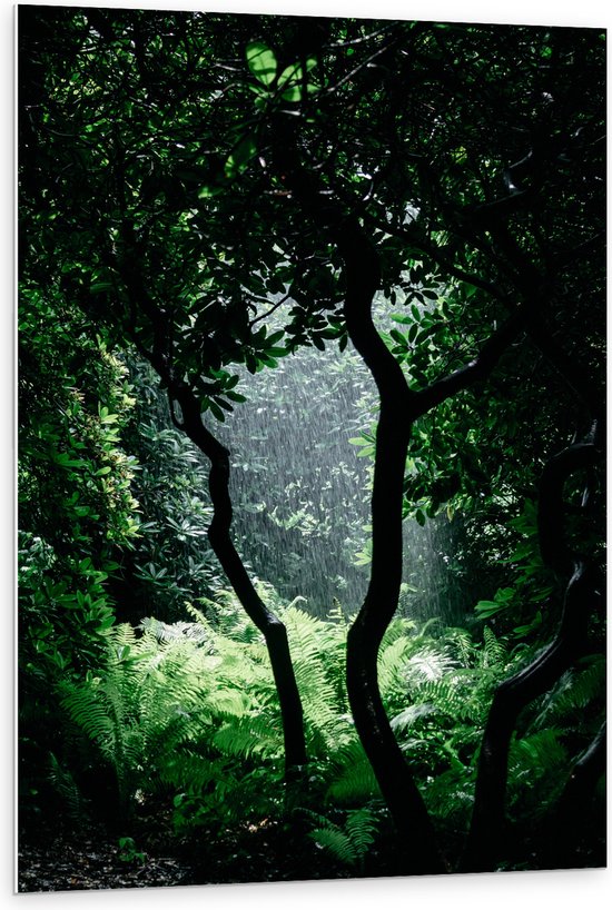 PVC Schuimplaat- Stortbui in Begroeid Regenwoud - 80x120 cm Foto op PVC ...