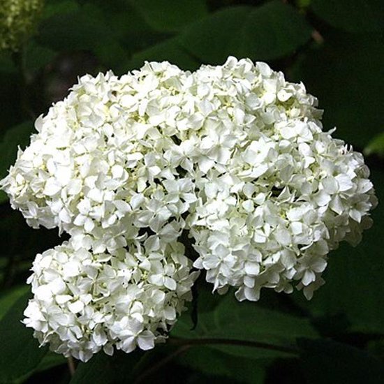 Hydrangea Paniculata 'Praecox' - Hortensia 40-50 cm in pot | bol