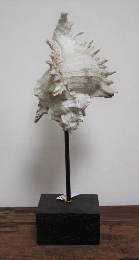 Schelp op standaard decoratie | bol