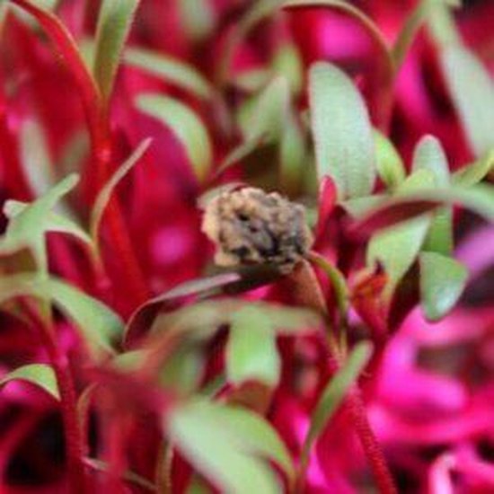 BEET PINK LADY microgreen zaden 30G | bol.com