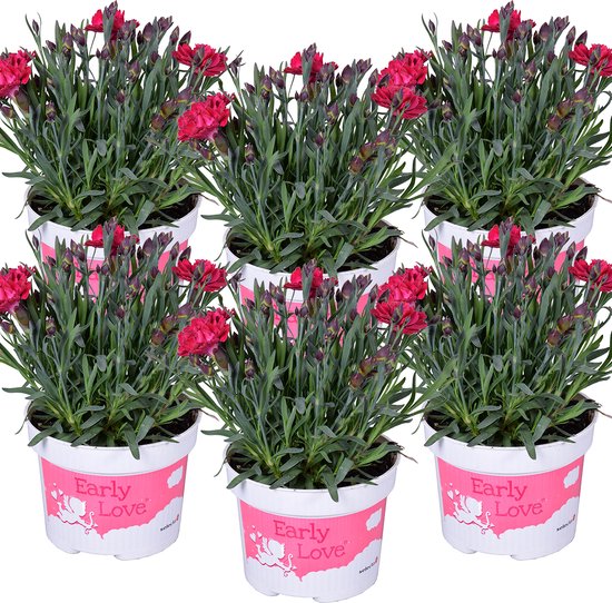 6x Dianthus diantica 'Early Love' - Anjer - Eénjarig - Bij-vriendelijk ...