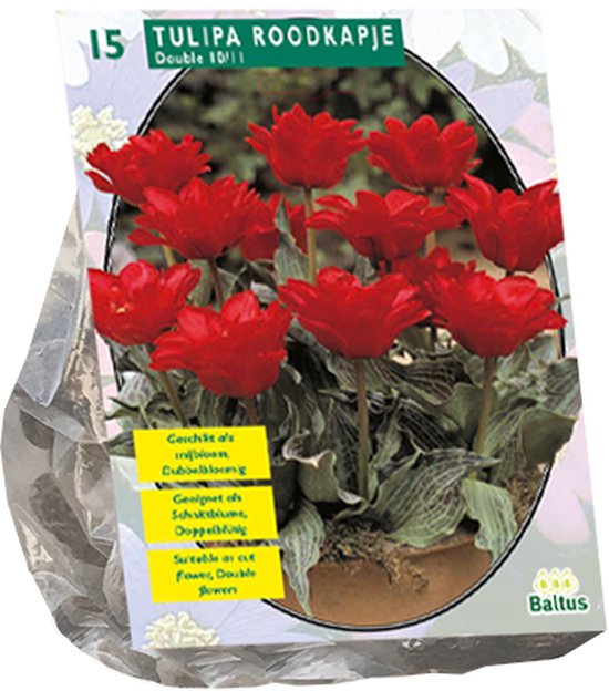 Tulp Dubbel - Roodkapje - 1 x 15 bloembollen | bol