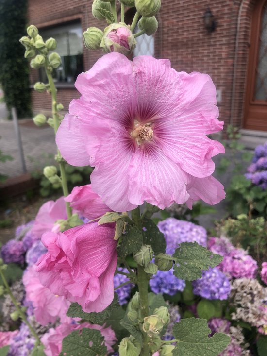 6 x Alcea Rosea 'Rosea' - Stokroos pot 9x9 cm | bol.com