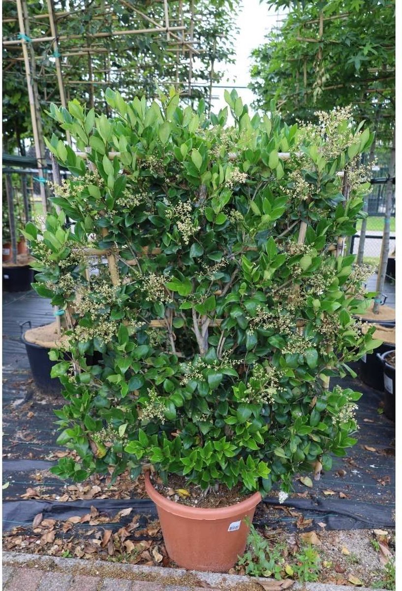 Liguster Texanum (kant-en-klare haag) - Ligustrum japonicum 'Texanum ...