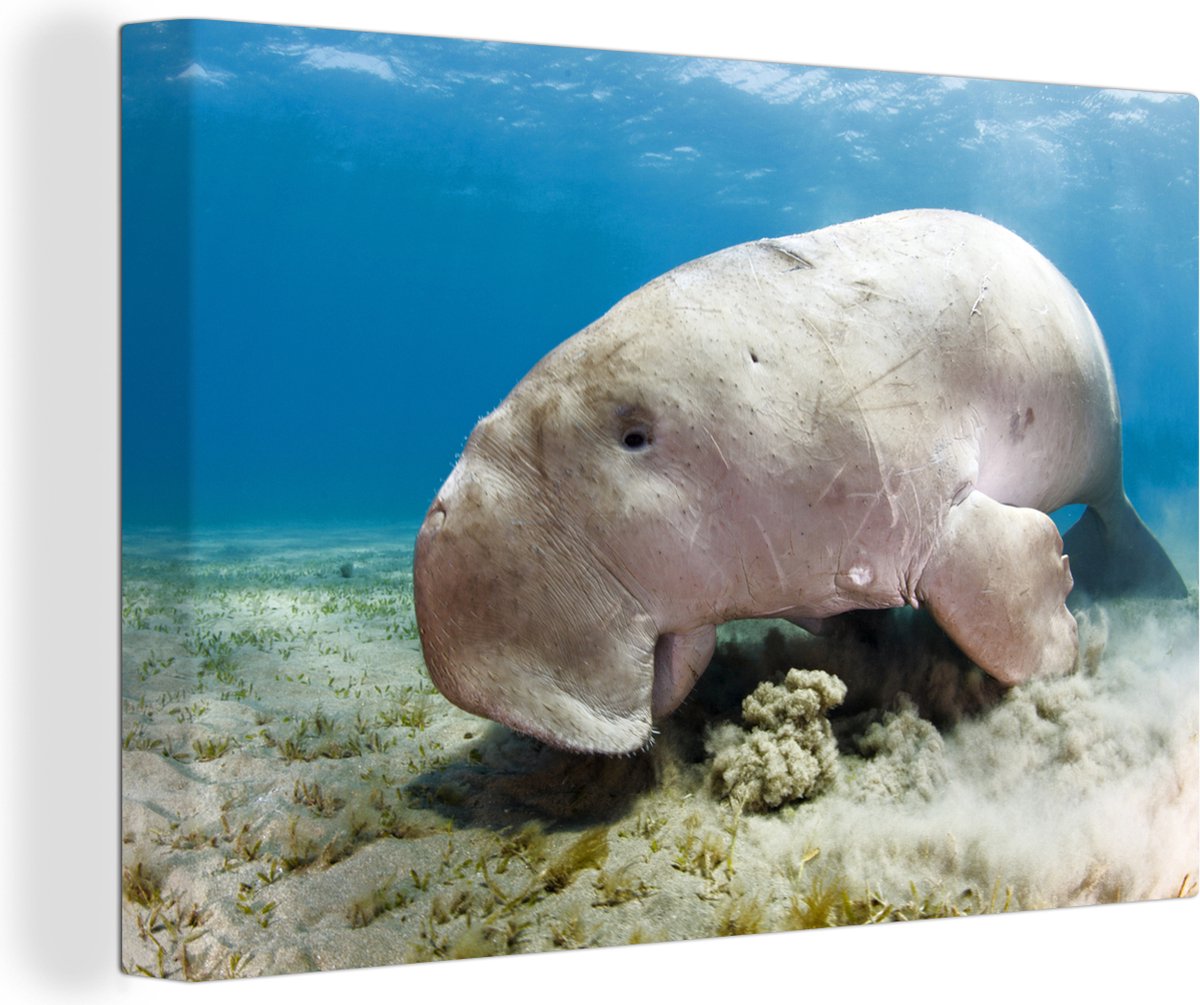 Canvas Schilderij Een doejong voedt zich met zeegras - 120x80 cm ...