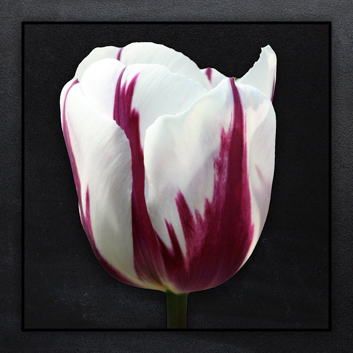 20 gevlamde tulpenbollen "Flaming Flag" van BOLT Amsterdam ...