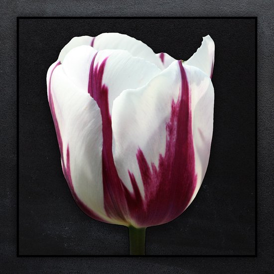 20 gevlamde tulpenbollen "Flaming Flag" van BOLT Amsterdam ...