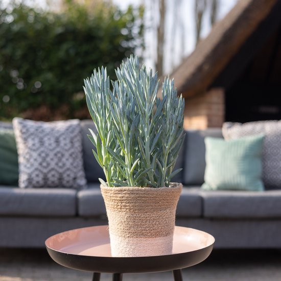 Curio Mount Everest - Senecio Ficoides - P17 | bol.com