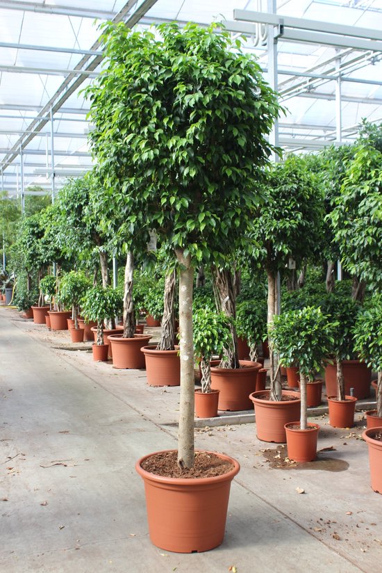 Ficus Benjamina Columnar op stam XXXL | Treurvijg | bol