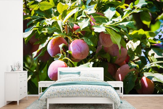 Behang - Fotobehang Rijpe pruimen - Breedte 390 cm x hoogte 260 cm ...