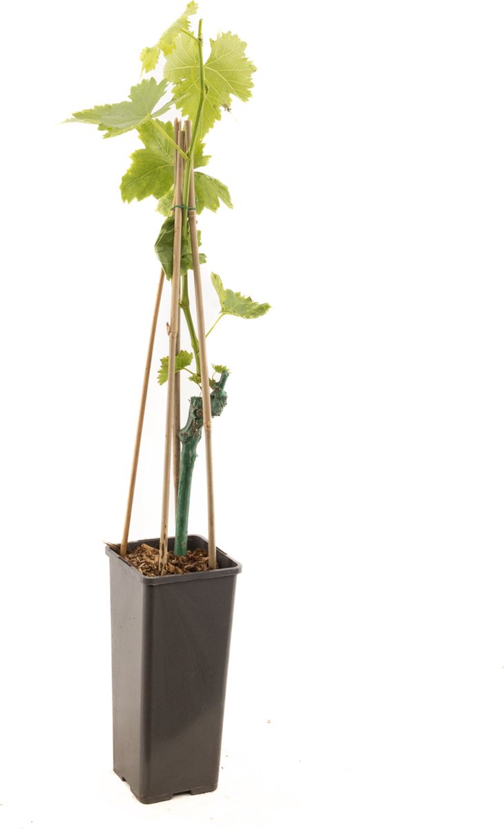 Vitis vinifera Attika | blauw rode geënte pitloze wijndruif | Ø 11 cm ...