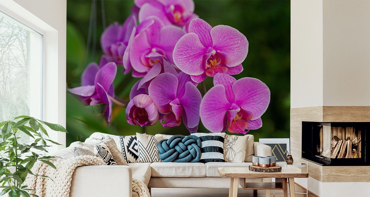 520cm X 318cm - Fotobehang - Roze Orchidee Bloesems, in 11 maten te ...