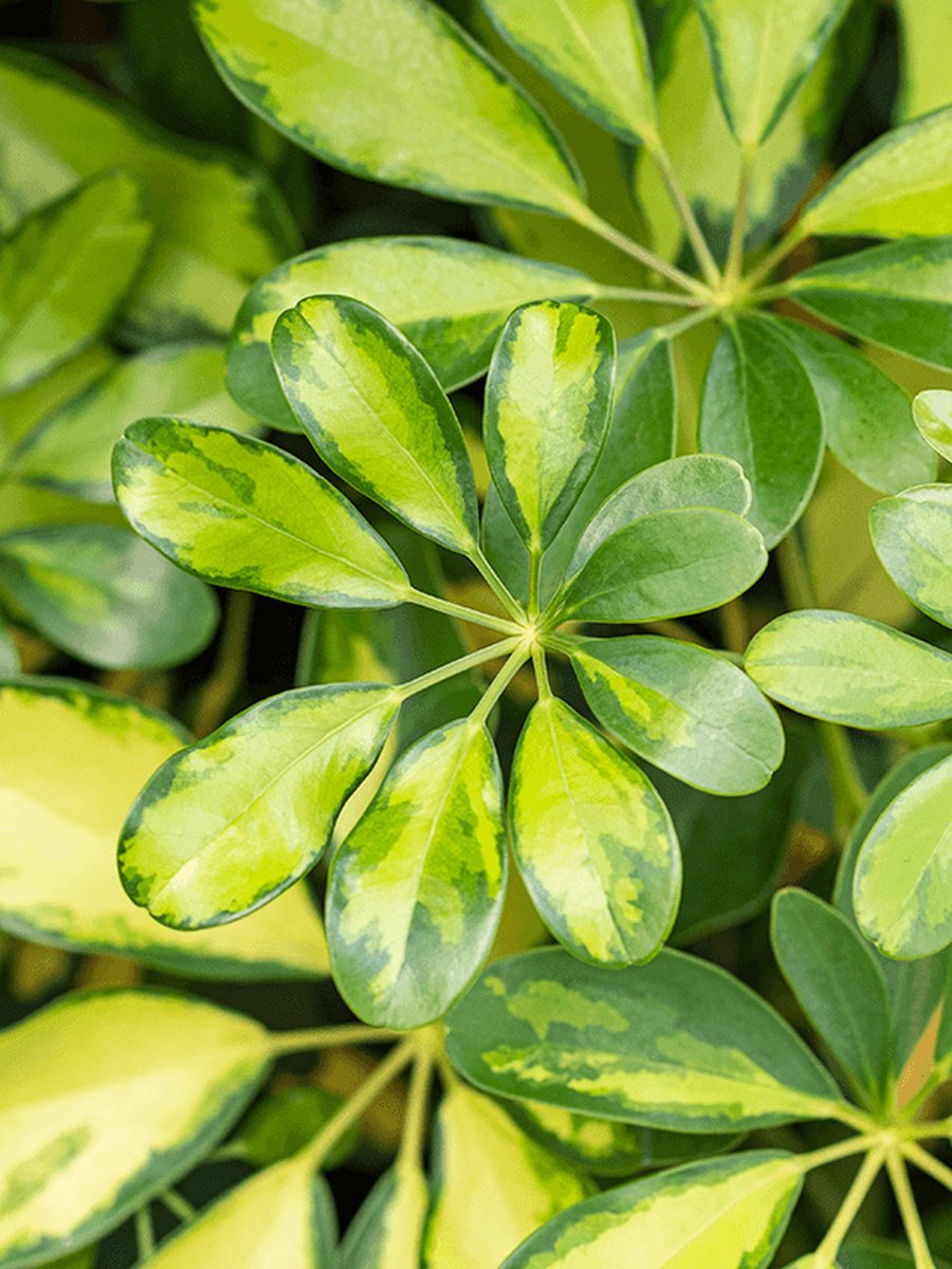 Schefflera gold capella 3pp hydrocultuur plant | bol.com