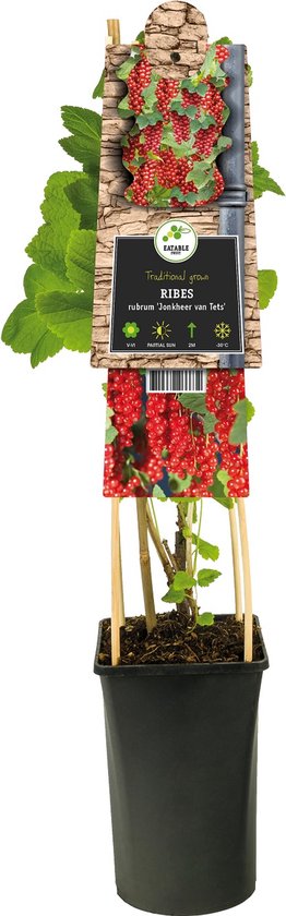 Rode Bes Ribes Rubrum Jonkheer van Tets M 75 cm klimplant | bol.com