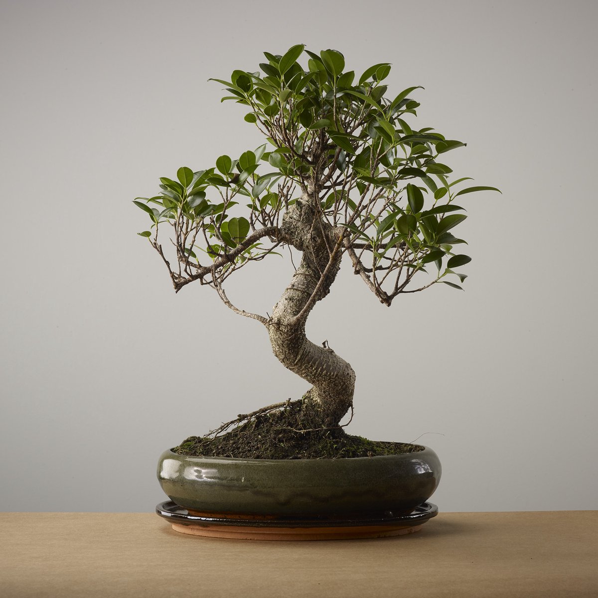 Bonsai of Ikigai - Authentieke XL Bonsai - 13 - 15 jaar oud - Inclusief ...