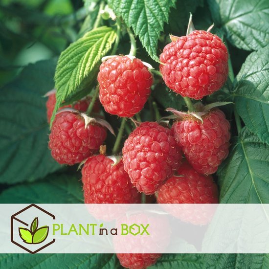 Plant in a Box - Rubus ideaus 'Autumn Bliss'' - Set van 3 ...