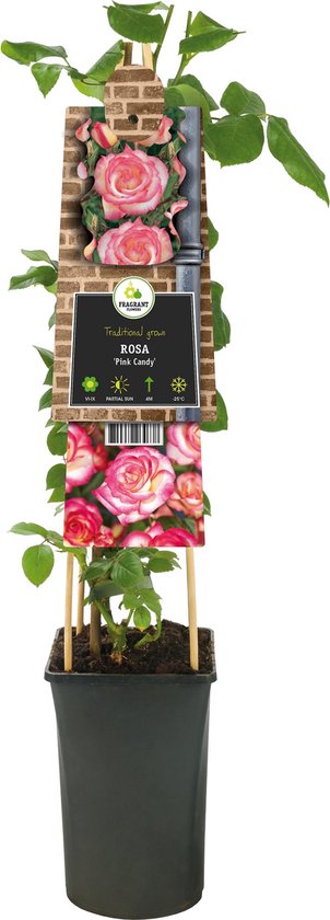 Klimroos Roze Rosa Pink Candy 75 cm klimplant | bol