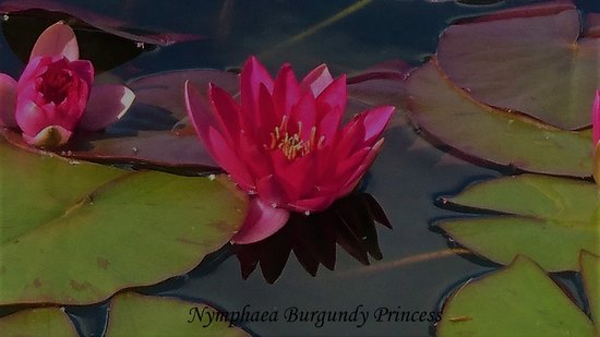 Waterlelie Nymphaea Burgundy Princess (rode kleinbloemige waterlelie ...