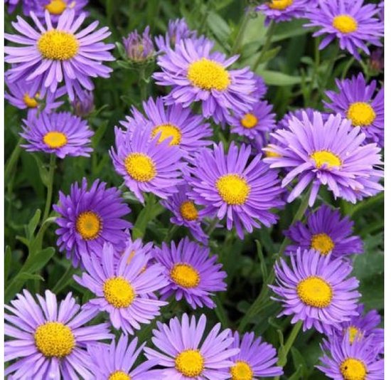 12x Dwerg aster (Aster ageratoides 'Asran') - P9 pot (9x9) | bol