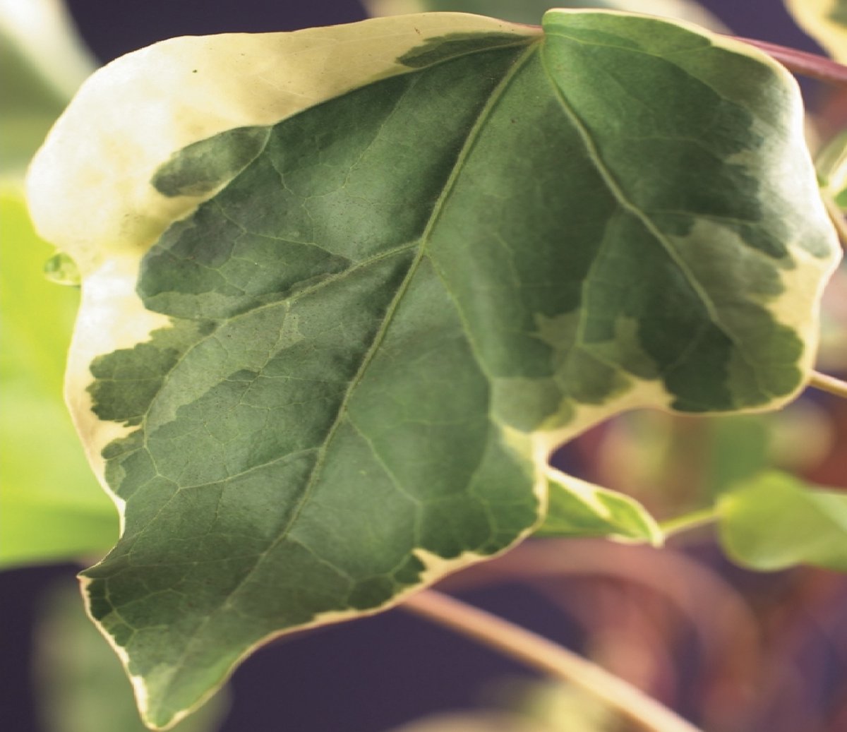Klimop Hedera Helix Ivalace 75 cm klimplant | bol.com