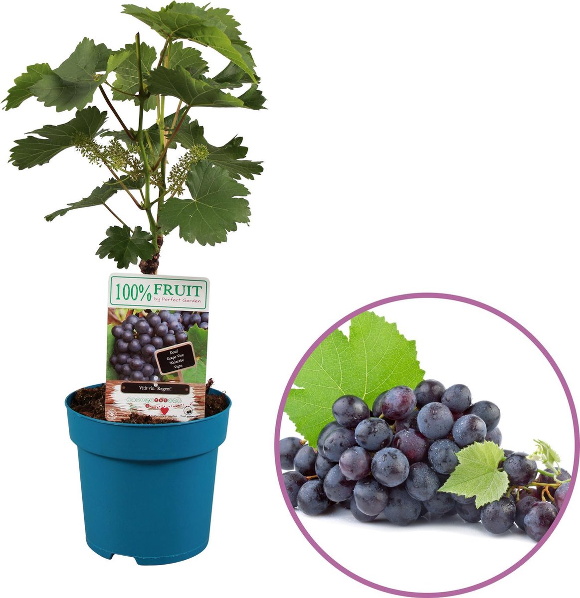 Druivenplant (blauw), Vitis vinifera 'Regent' op stam, hoogte 60 - 70 ...